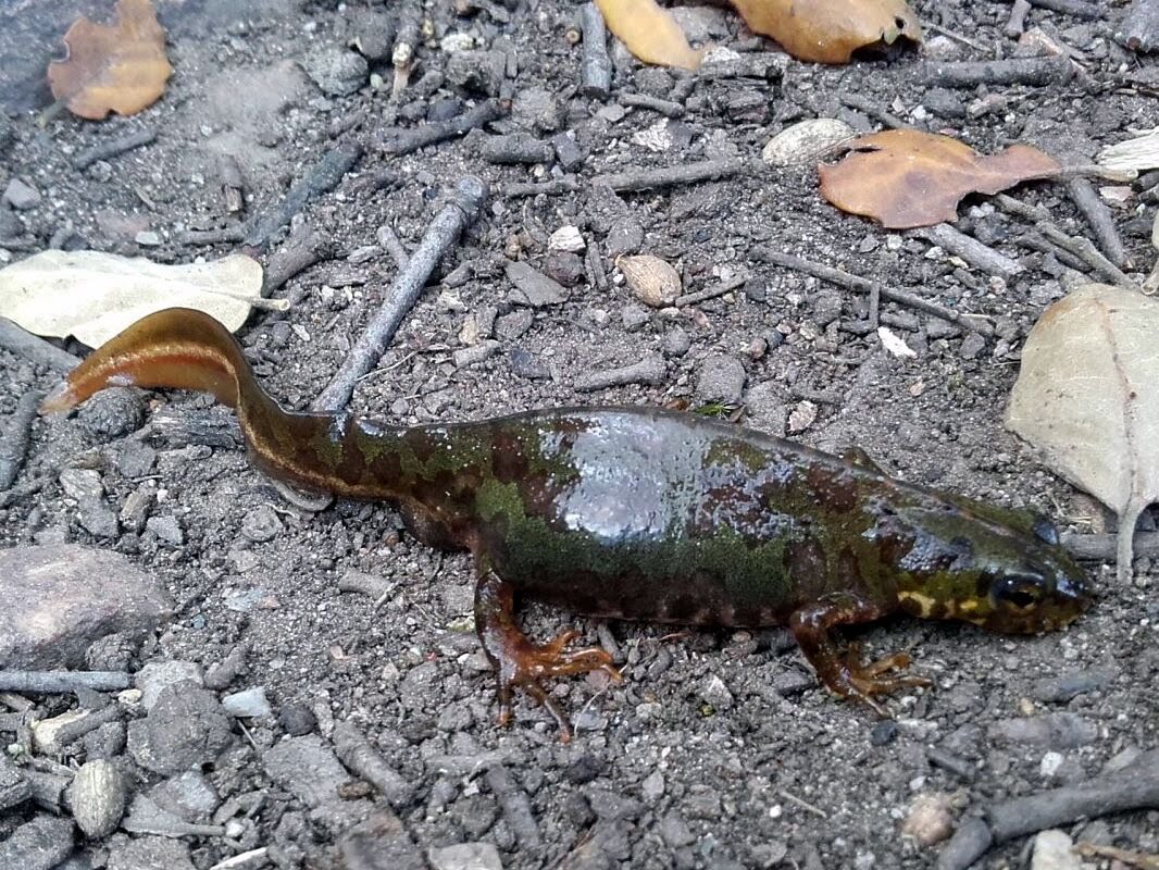 Taxonomía Chordata: Clase Amphibia