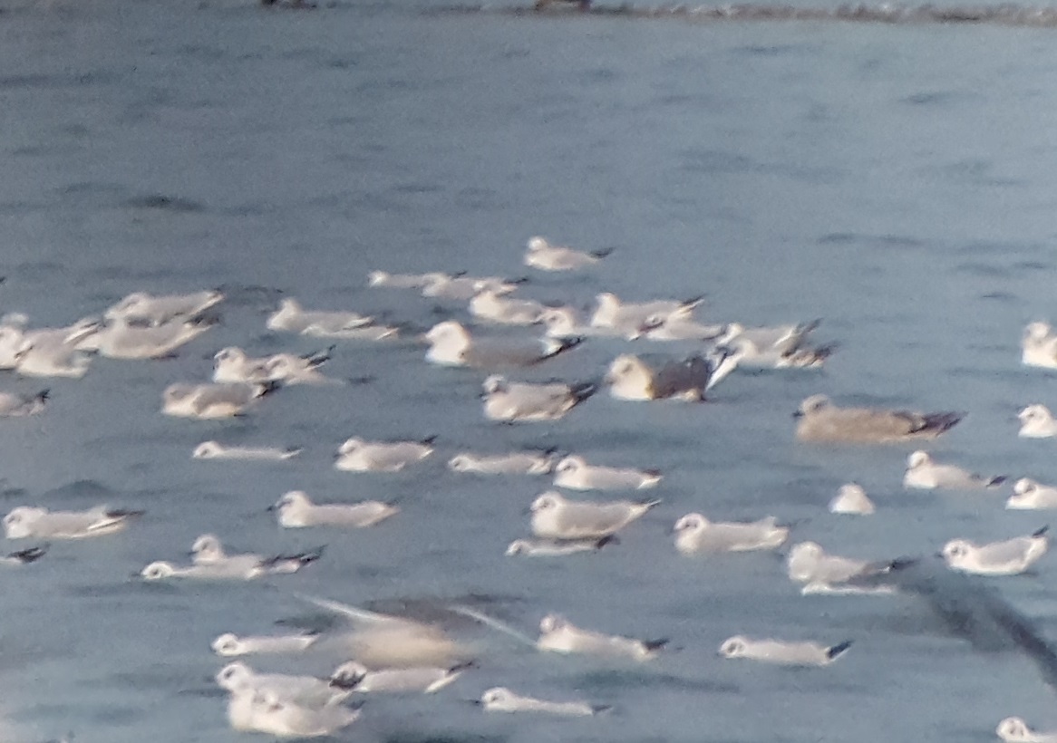 A Field Notebook: The Pennington Flash gull roost - week 1