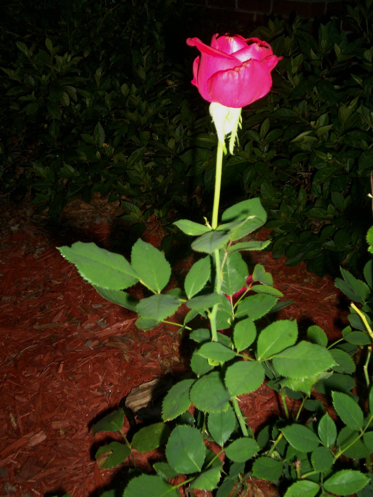 A Garden in Southwest Georgia: Mr. Lincoln Hybrid Tea Rose