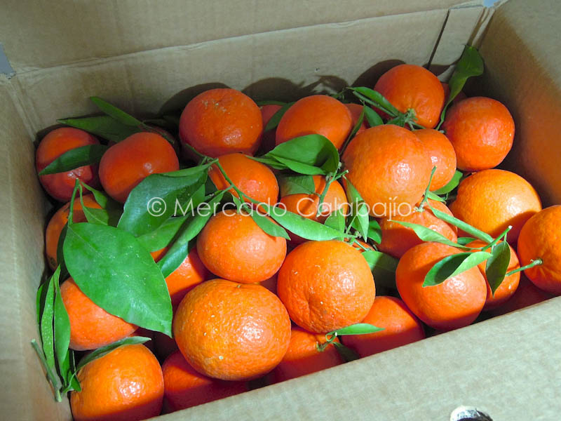 Variedades de naranjas, temporadas y usos. Guía de referencia | Mercado ...