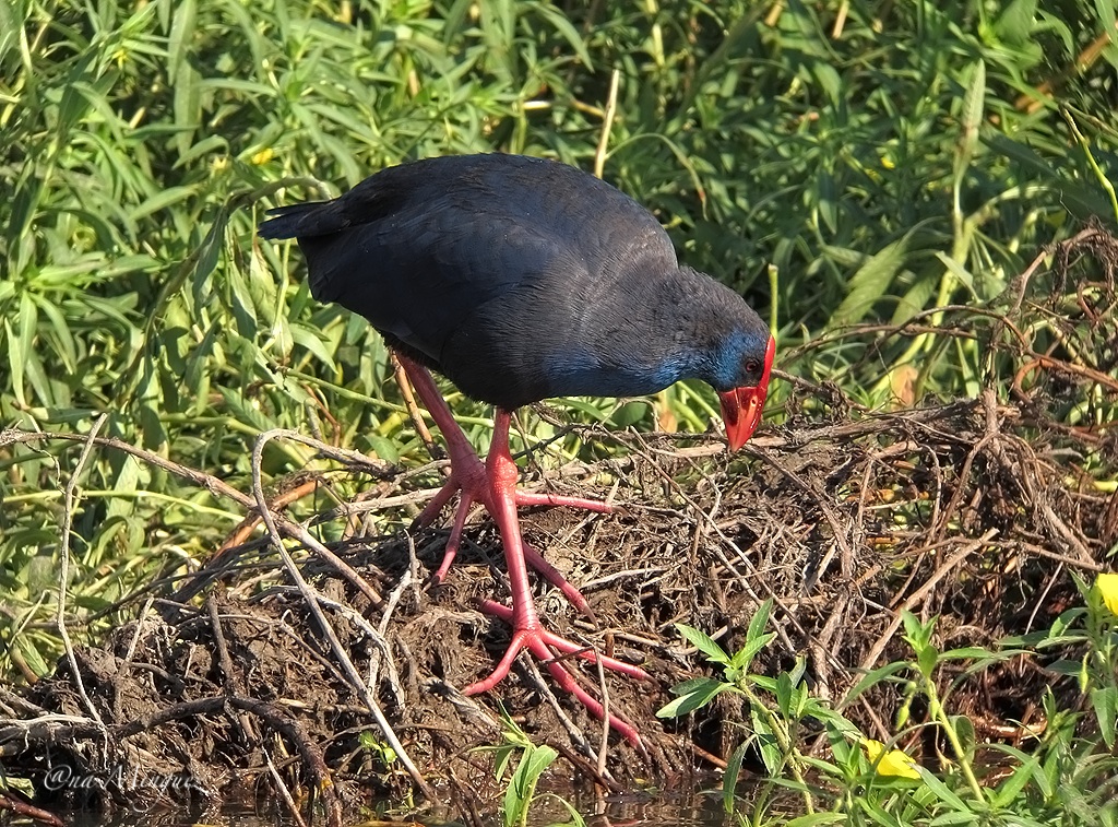 NATURANAFOTOS: Calamón común