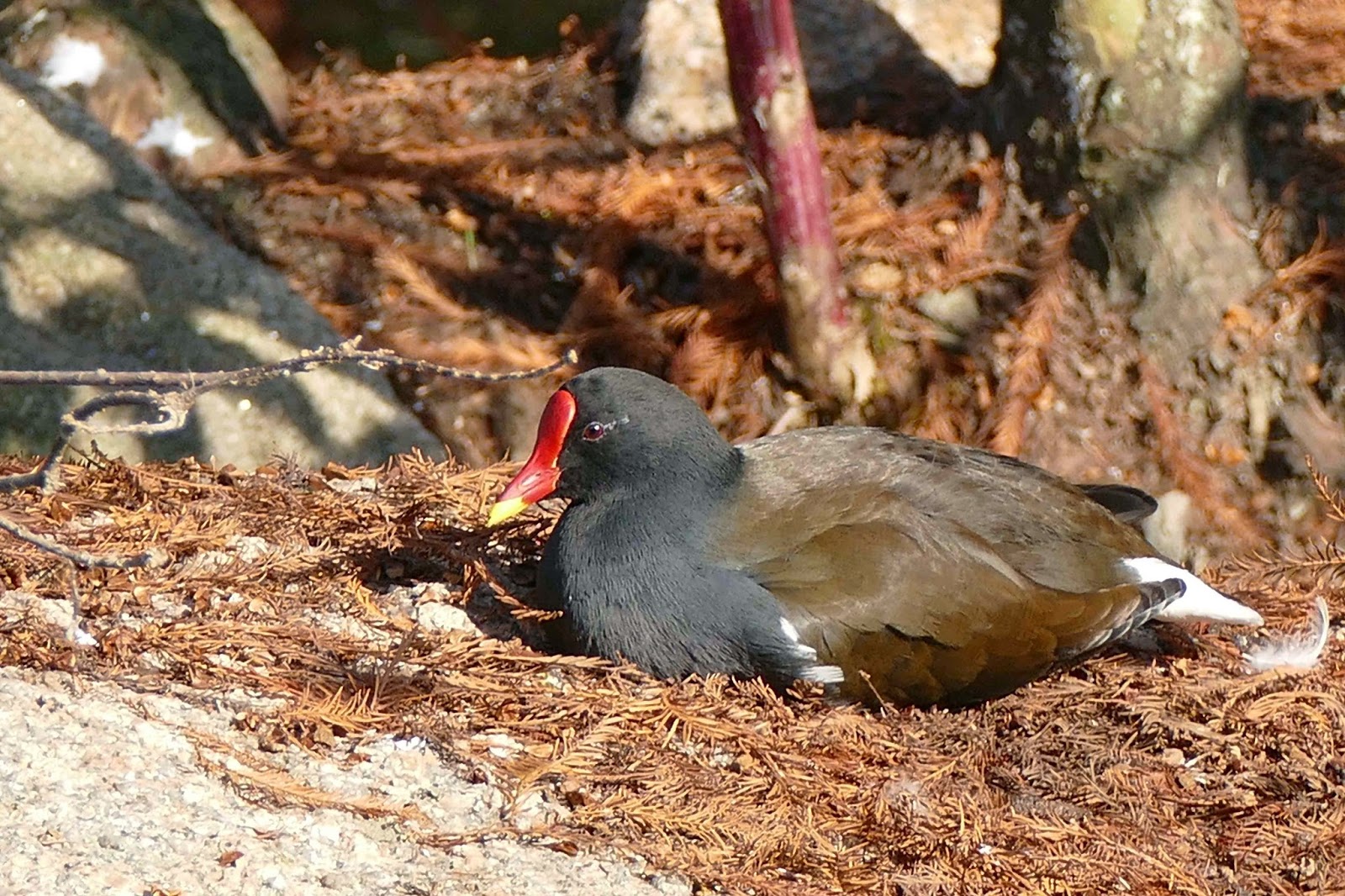 Francisco Javier Torres Goberna: Gallineta Común (Gallinula chloropus)