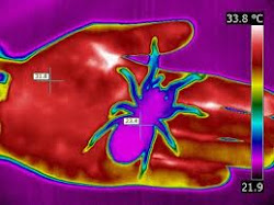 ¿Qué es el Infrarrojo?: descubrimiento de los rayos infrarrojos