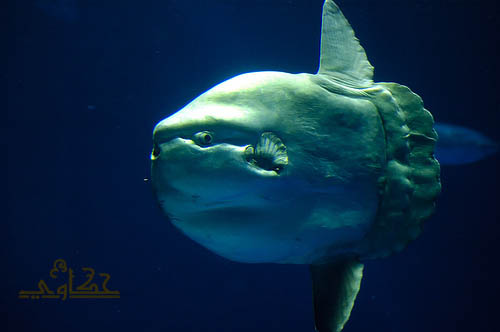 hakawy: The most scare fish in the world