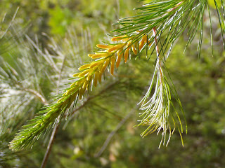 Sydney's Wildflowers and Native Plants: Persoonia pinifolia - Pine-leaf ...