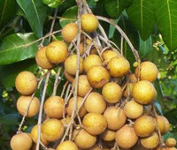 Buah Lengkeng Dan Manfaatnya Bagi Kesehatan | Tips Petani