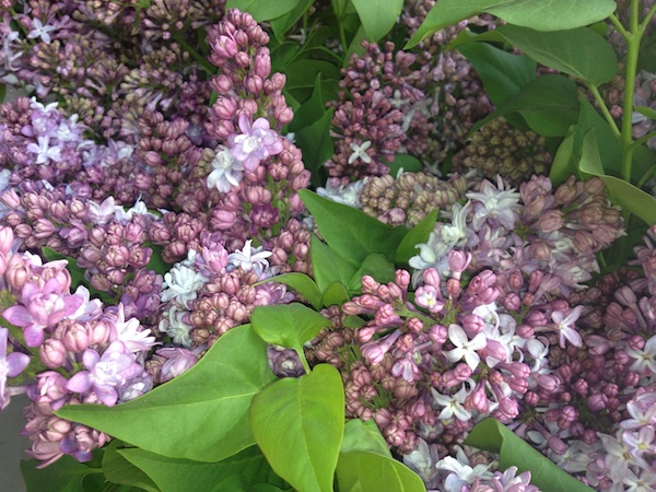 Bindweed Farm: Fresh Cuts: May 20