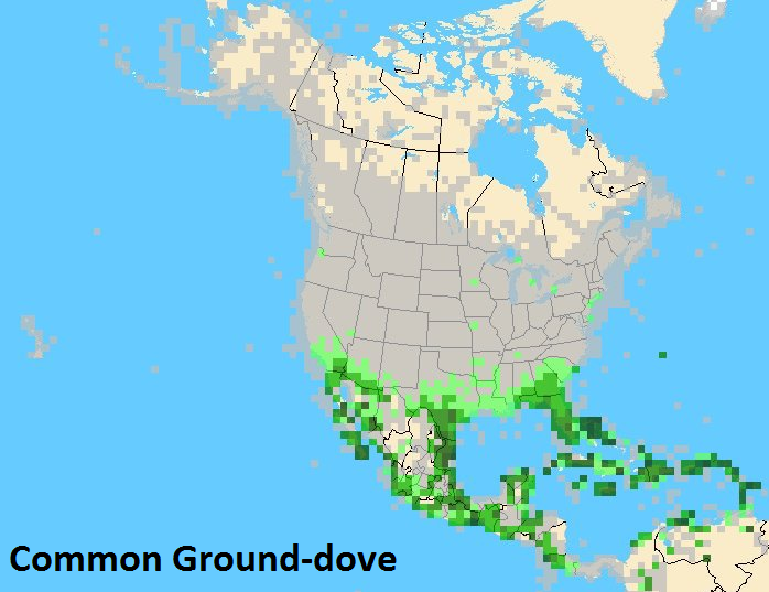 Birding Is Fun!: Gilbert Water Ranch: Ground-doves