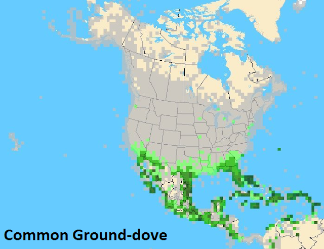 Birding Is Fun!: Gilbert Water Ranch: Ground-doves