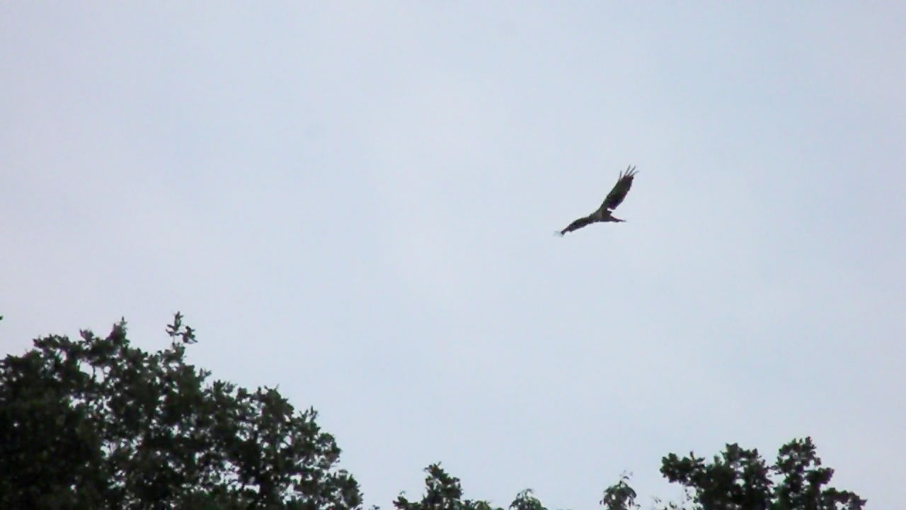 PASARI DIN ROMANIA: GAIE NEAGRA, Milvus migrans