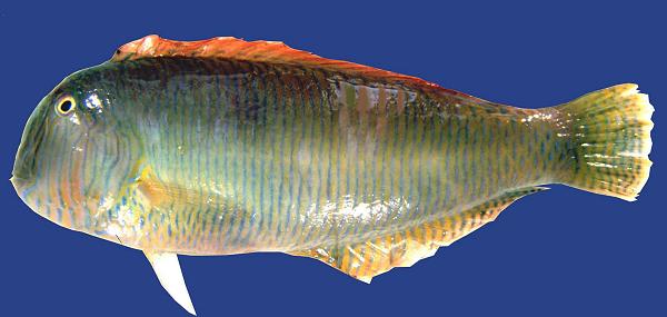 Artes de Pesca: VAMOS A PESCAR RAO