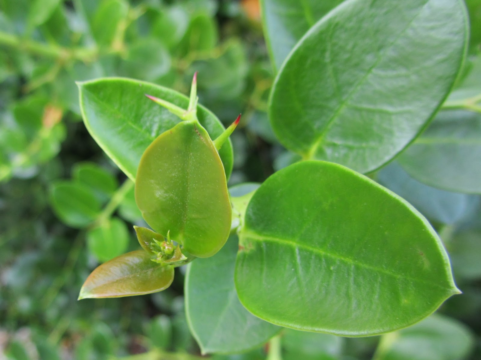 Come Coltivare la Carissa macrocarpa (Prugna del Natal) ? Dove può ...