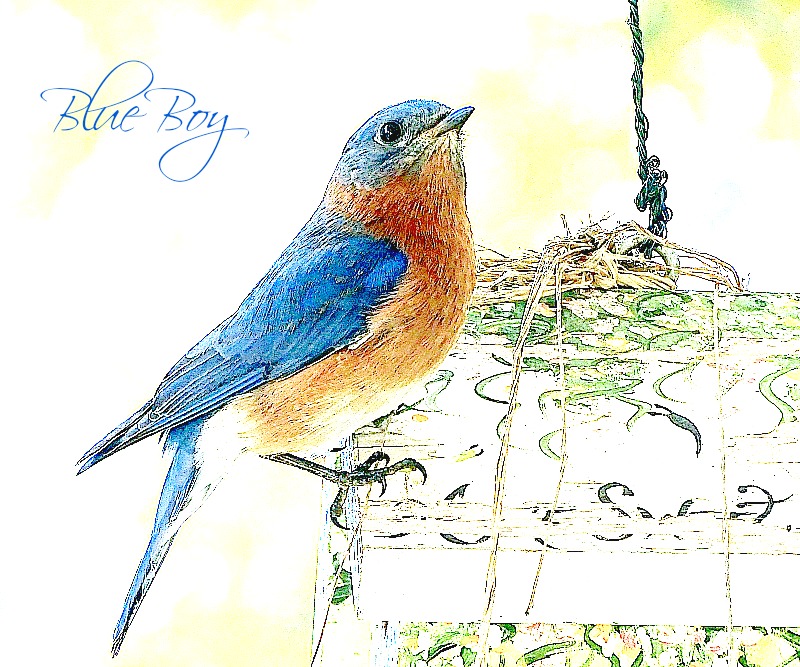 A Breath of Fresh Air: Bird Attacks - The story of Blue Boy.