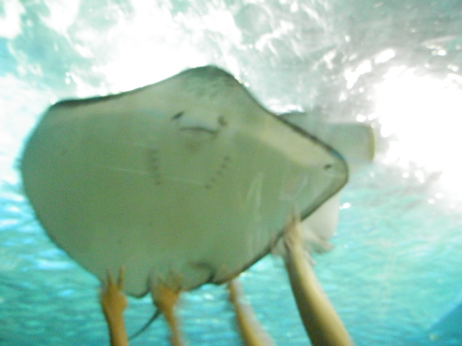 My Life and My Travel: Tour to Manila Ocean Park