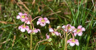 Variety of Life: Monotropoideae