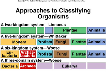 Ms. Raino's Science Classroom!: Classification of Organisms by Maicel