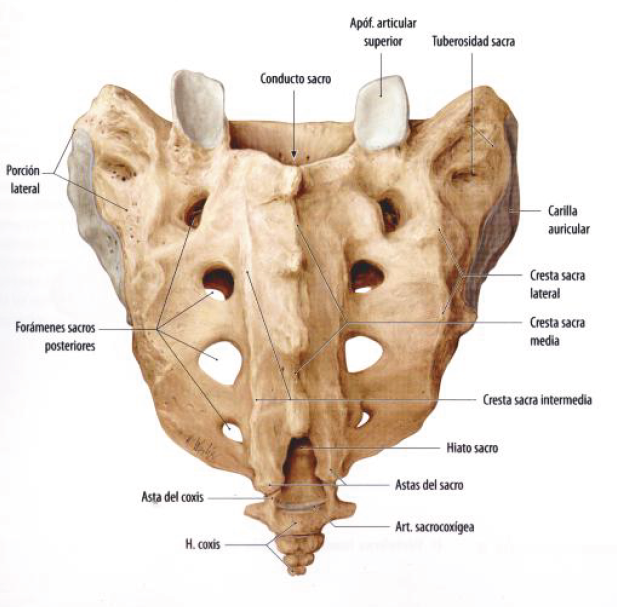 Columna Vertebral: REGIÓN SACROCCOCÍGEA