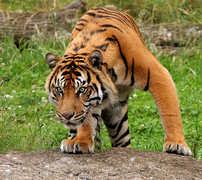 Ultimate Editing : Lion