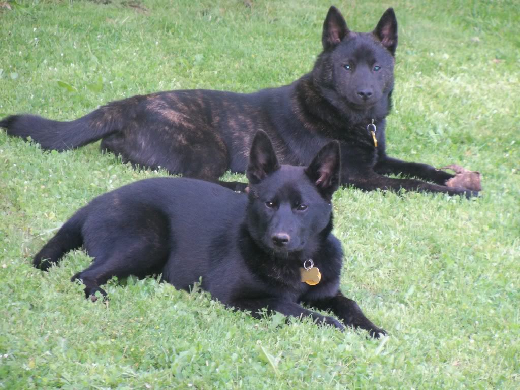 Conheça as Raças - Kai Ken ou Tiger Dog | Kazoku Tenshi - Anjo da ...