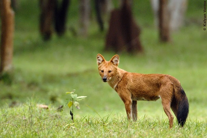 Mundo animal: Cão-selvagem-asiático