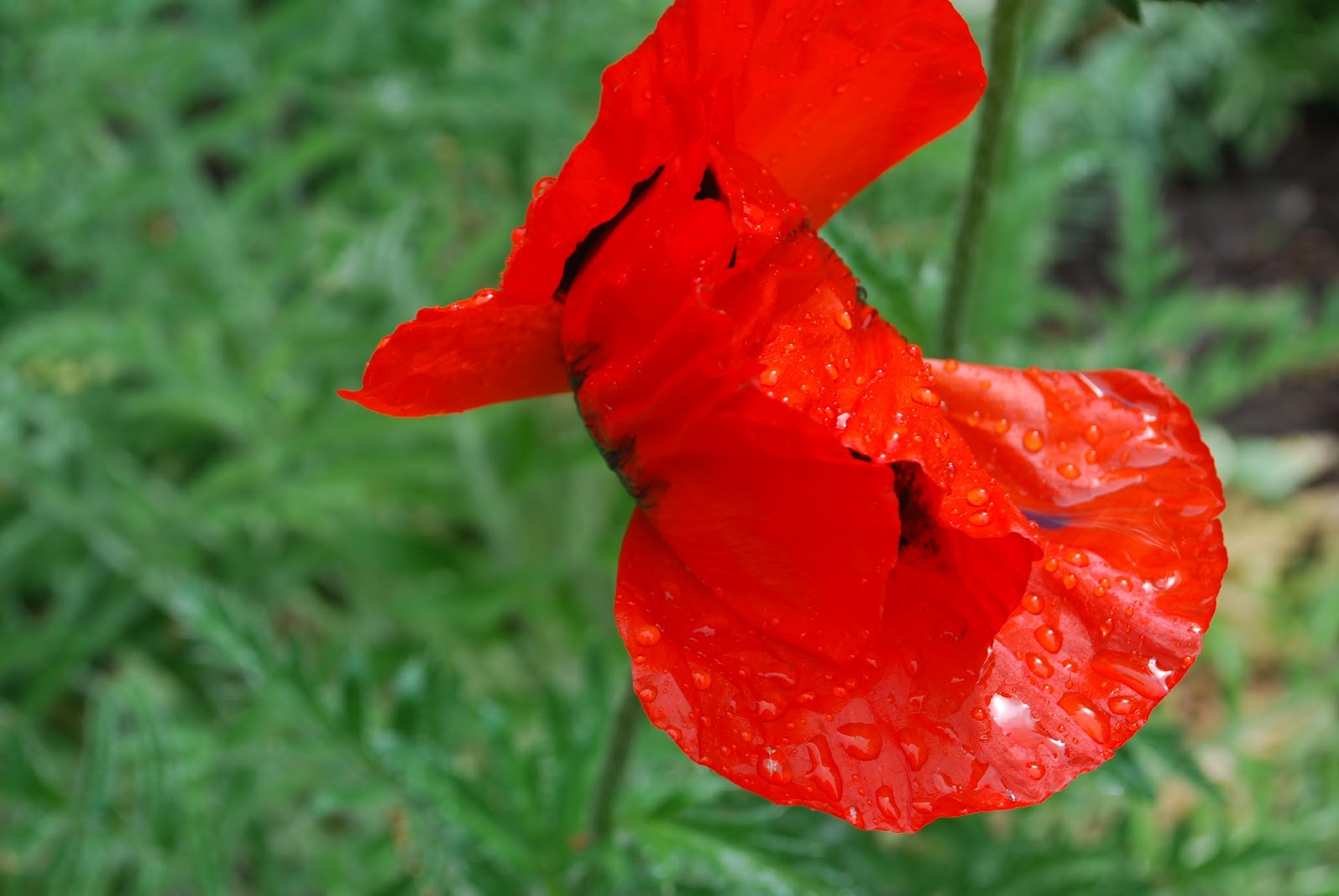 Reflective Thoughts by Barbara: A RED POPPY-HOW CANADIAN!