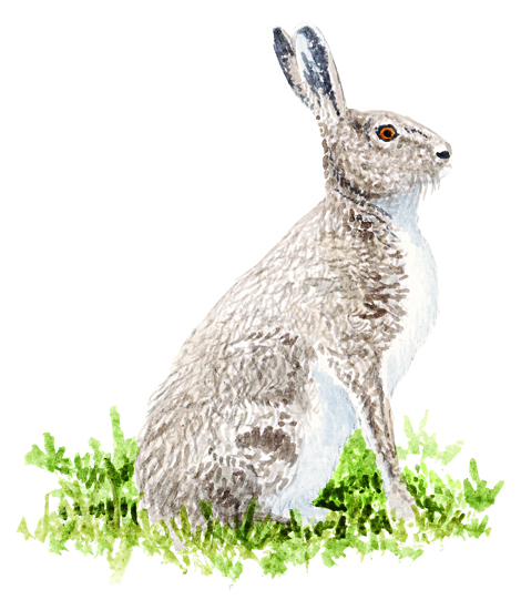 MichaelOClery: Wildlife Paintings and Illustrations