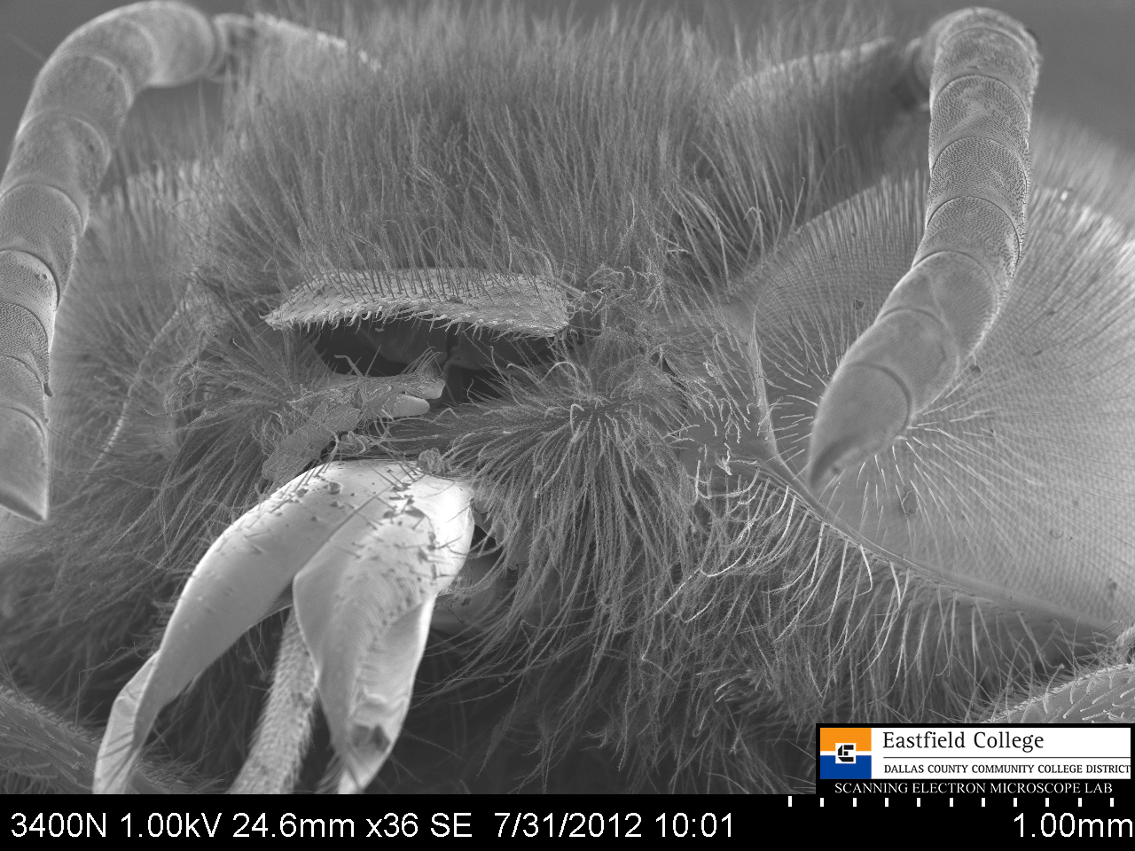 Scanning Electron Microscope Blog: A Lone Drone (Bee)