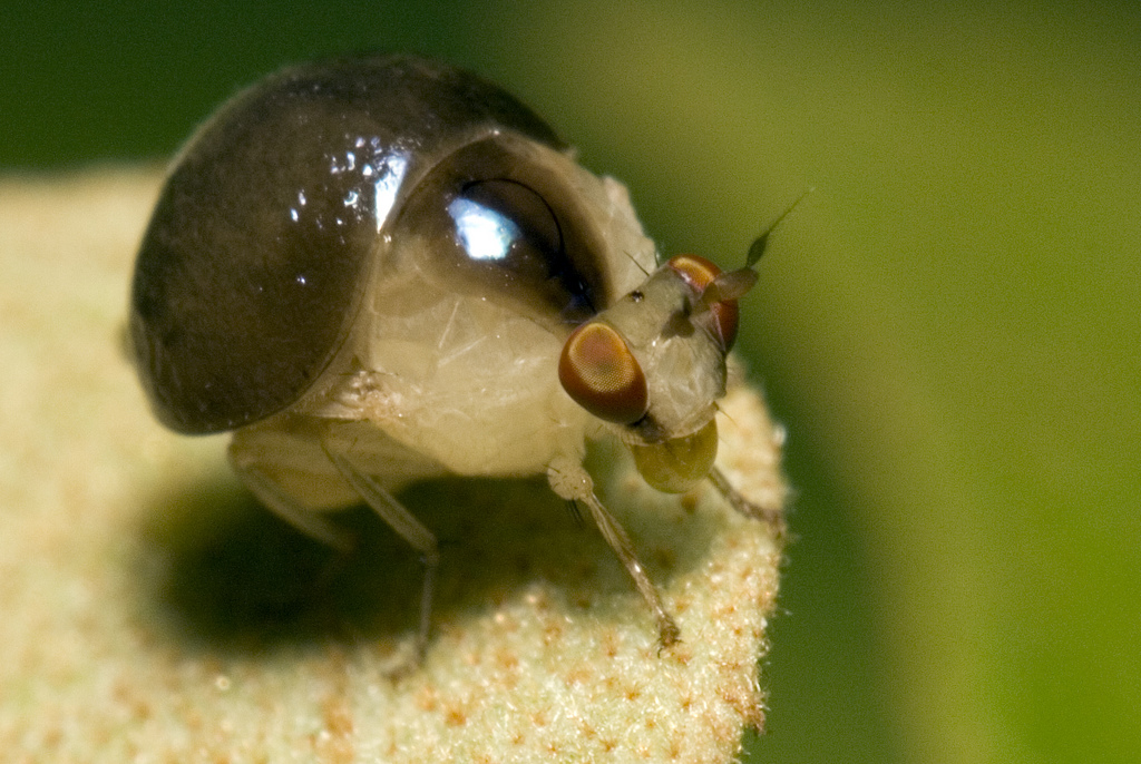 Real Monstrosities: Beetle Fly