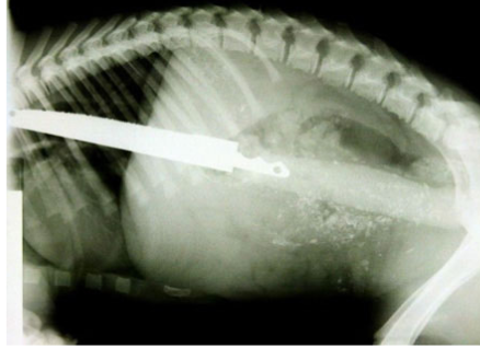 Deformutilation: Disturbing X-Rays