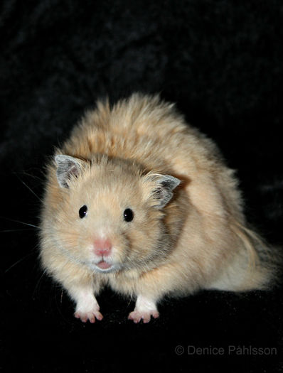 Färger | Guldhamster Hörnan