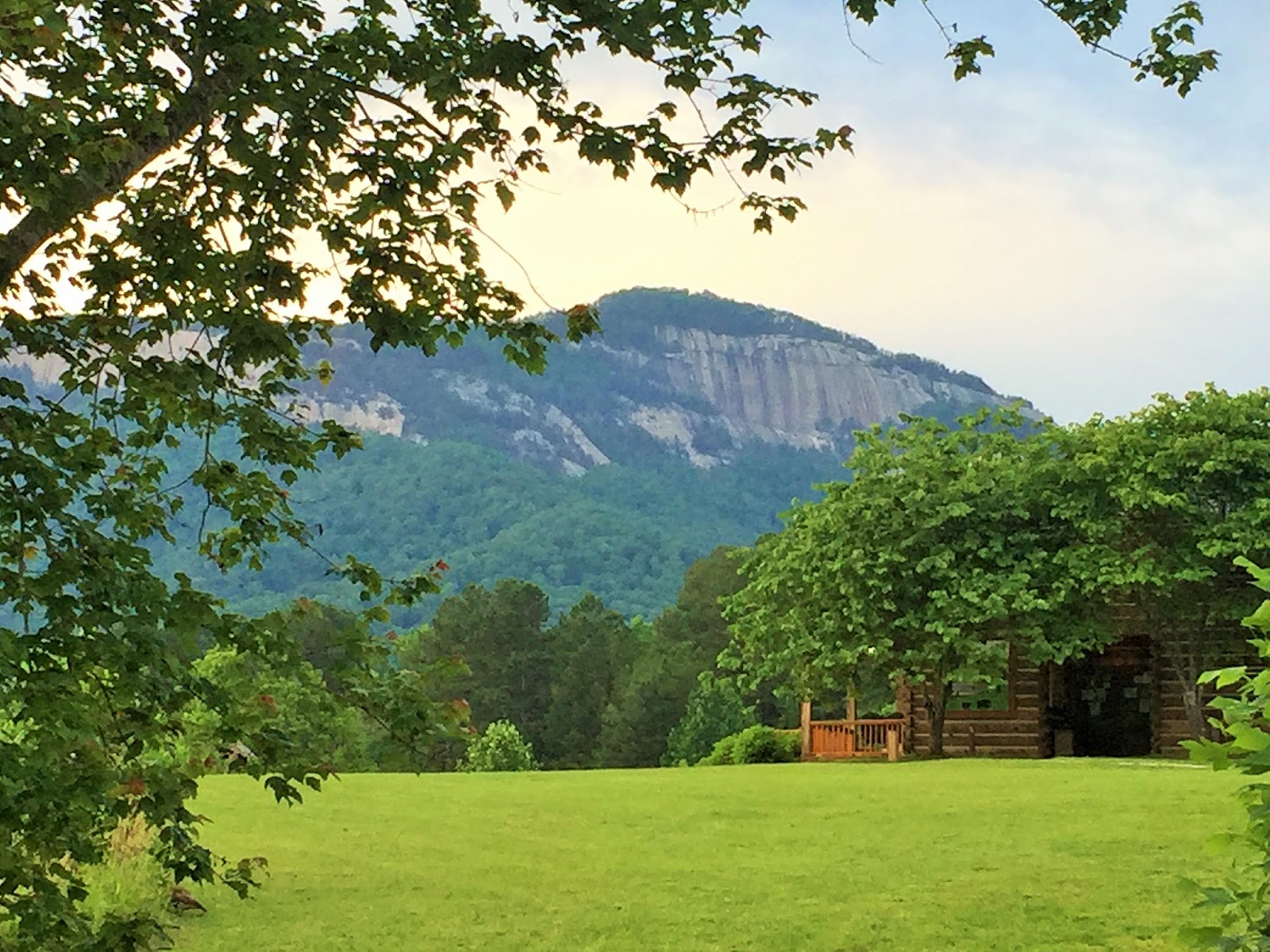 Down the Road: Sassafras in South Carolina