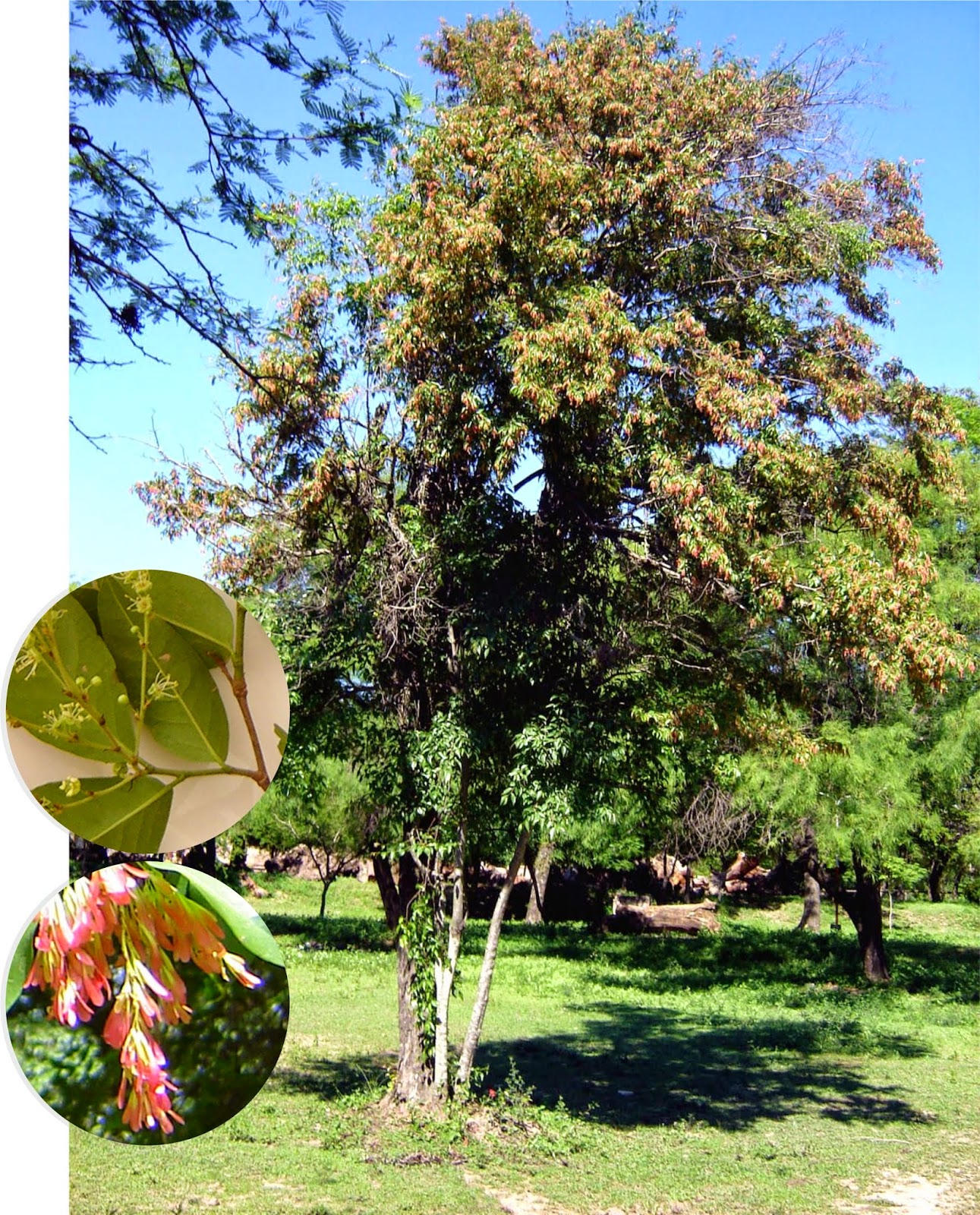 v e r d e c h a c o: Viraró / Marmelero