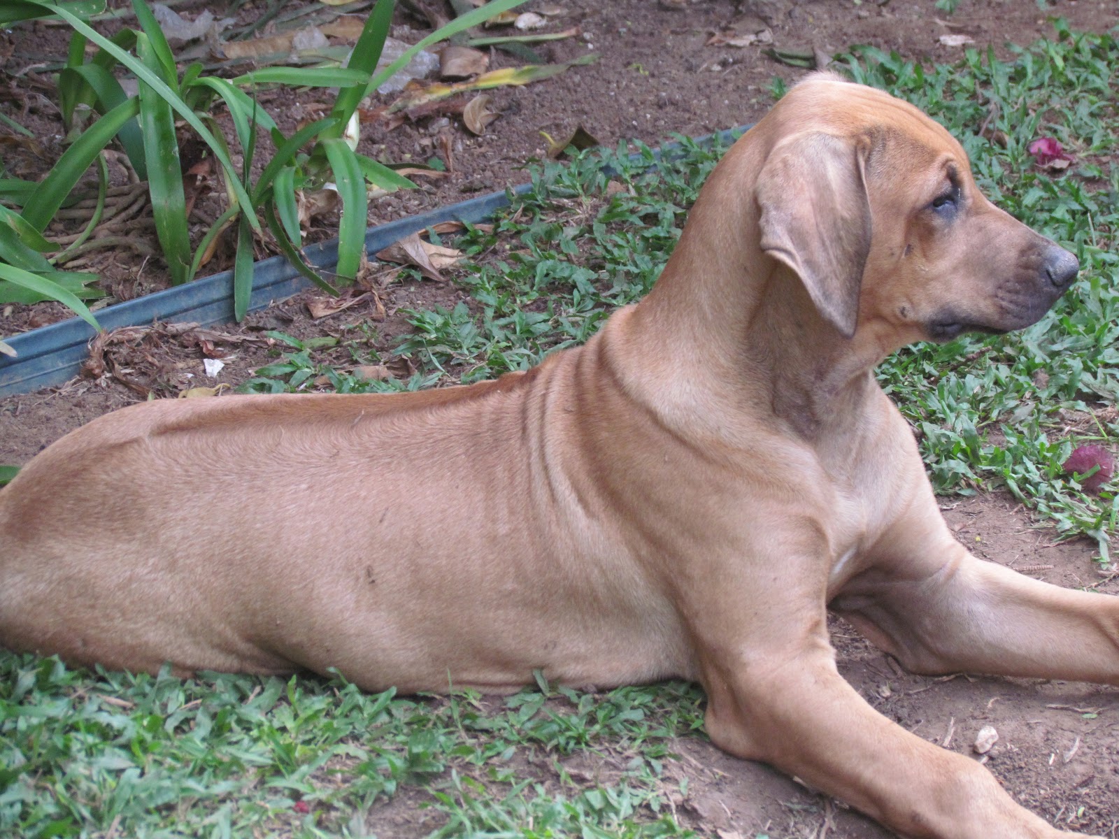 Canil Mandiba - Rhodesian Ridgeback: RODESIANO DE CRISTA DORSAL ou LEÃO ...