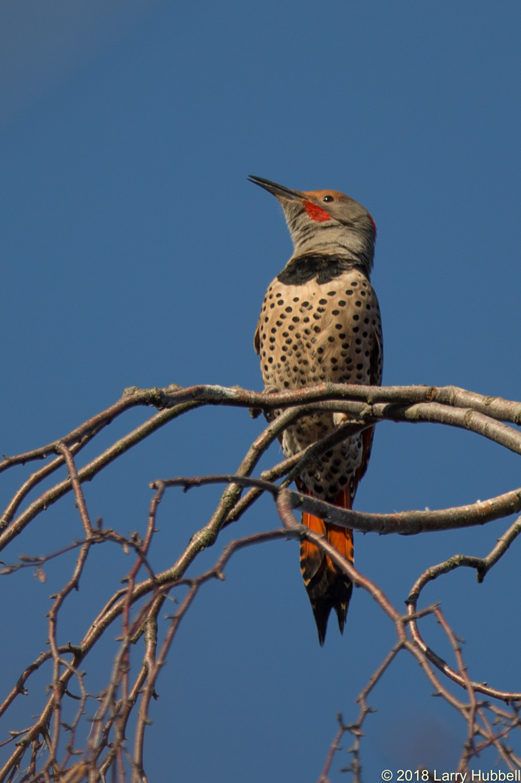 Laurelhurst Blog: All About Flickers