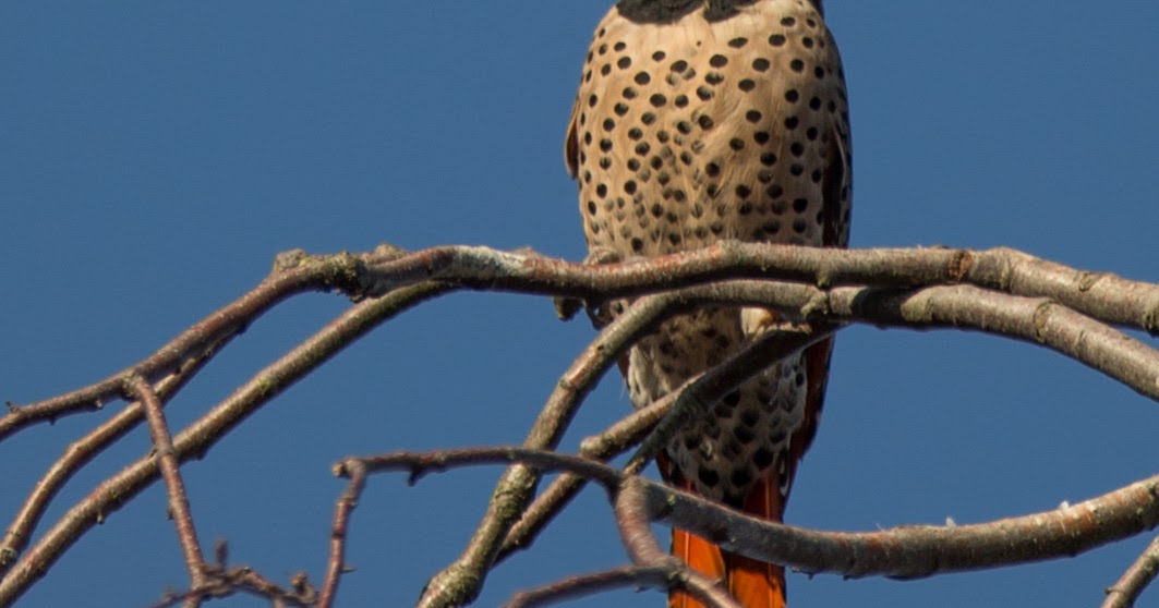 Laurelhurst Blog: All About Flickers