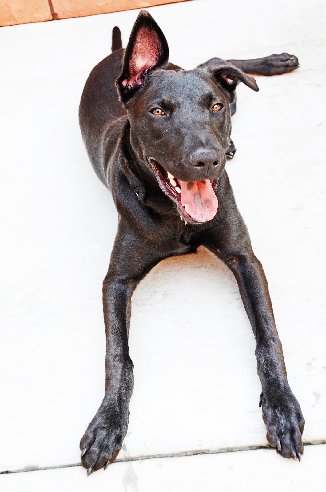 Dogs In the Bubble: All About Oso(me) Dog