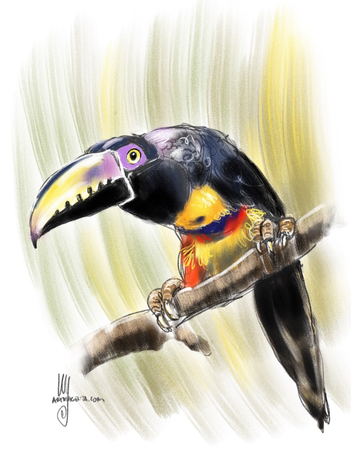 Birds: Collared Aracari