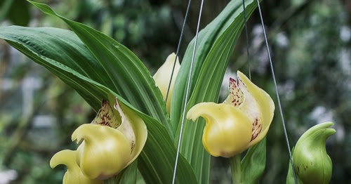 The Orchid Column: Anguloa cliftonii