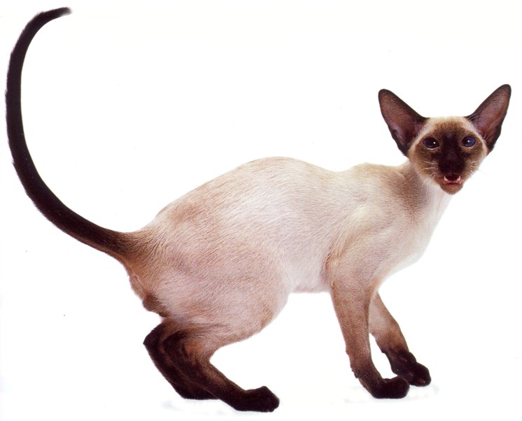 Siamese Cats Home - your cat will be happy!