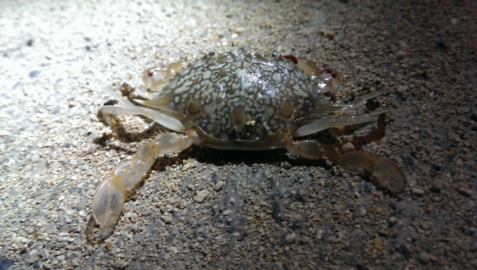 What's in Jeremy's Bucket?: Crustaceans