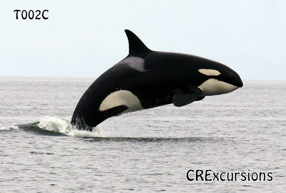 Cetacean Sightings – Transient Bigg’s Orca, Resident Orca, Humpbacks ...