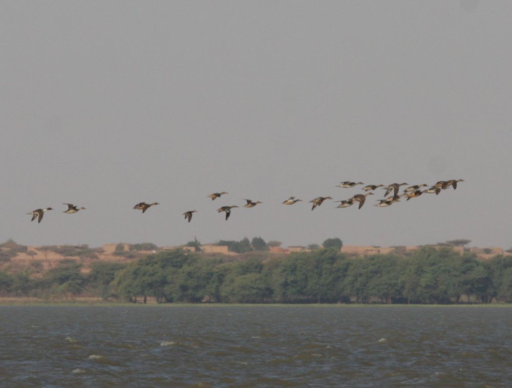 Birding Sudan: Jebel Aulia with Stephen
