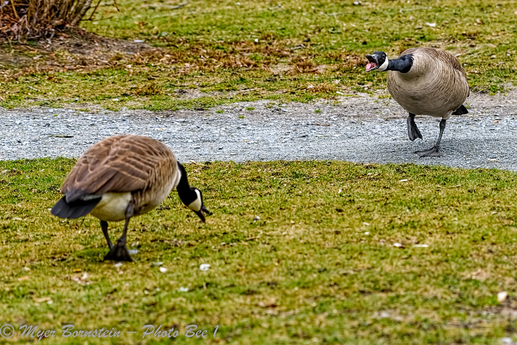 Canada geese threatening each other