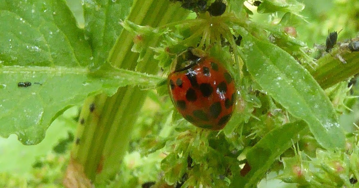Wild and Wonderful: Home Patch - Ladybird, Moth Larva and ?Bee