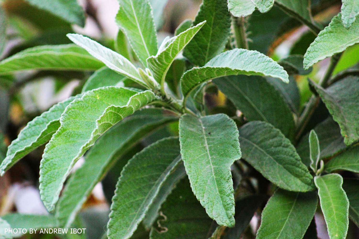 Ako si ANDREW IBOT!: Sambong Uses, Health Benefits, Side Effects