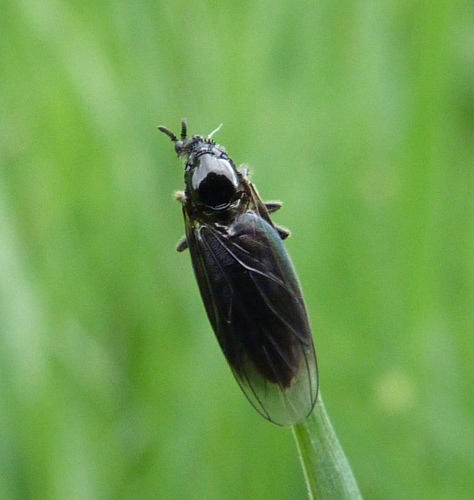 Insects of Scotland: Other Flies/Picture-wing Flies