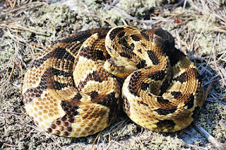 Crotalus Horridus - Timber Rattlesnake Minnesota