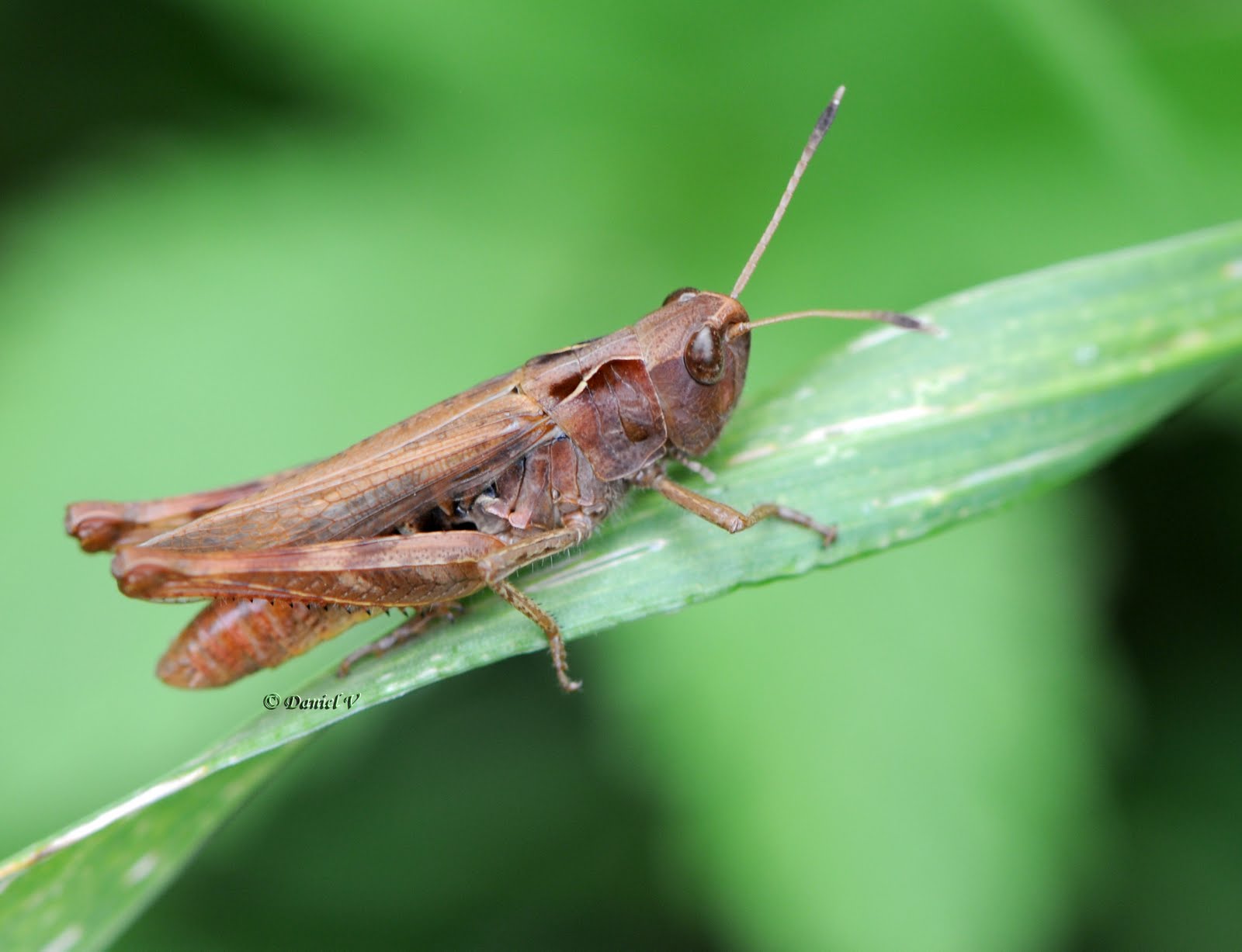Macrophoto plaisir passion: Un criquet identifié : Gomphocerus rufus