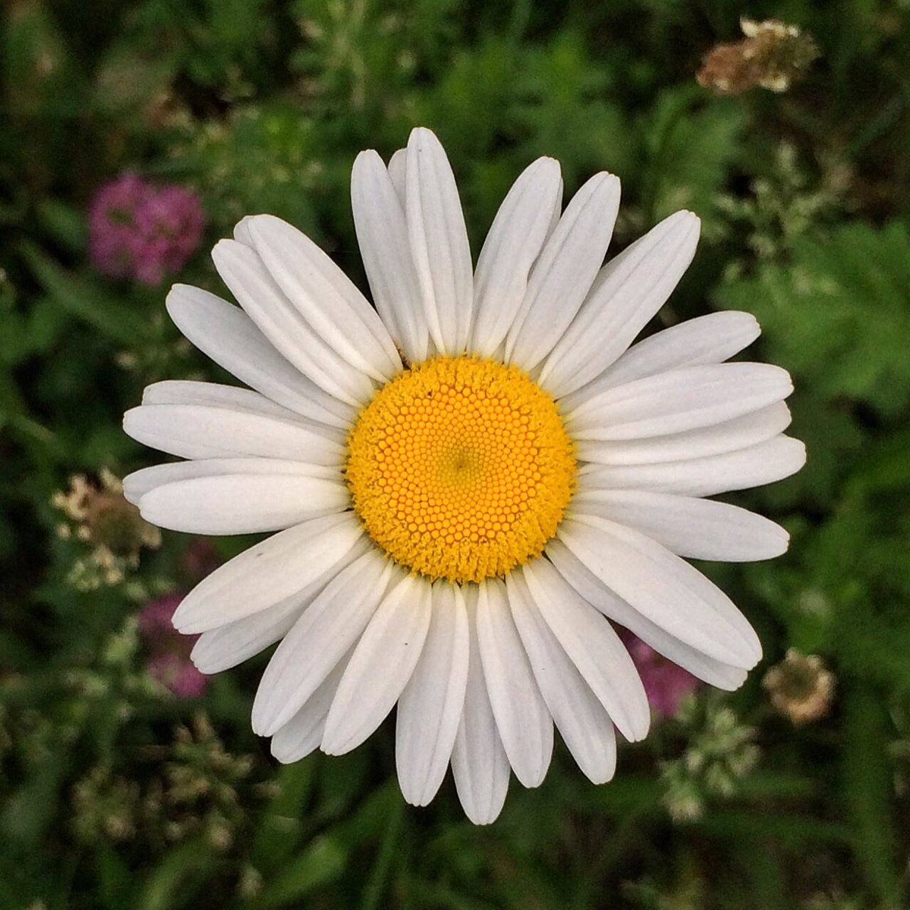 Content in a Cottage: Daisy Portrait