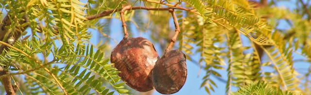 PLANTA DO MÊS | Jacaranda mimosifolia